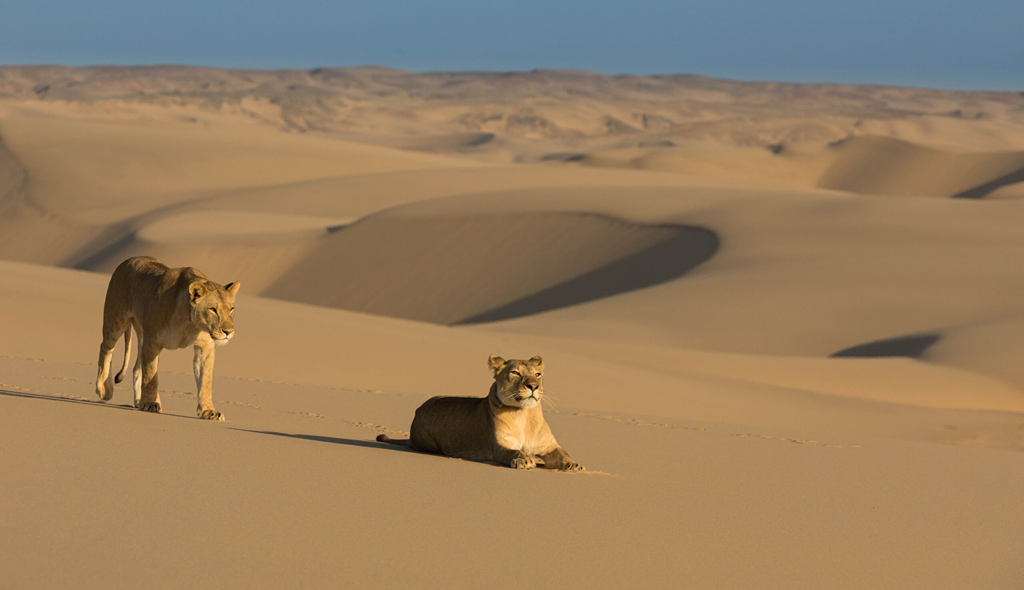Nature, Lions of the Skeleton Coast | PBS Western Reserve
